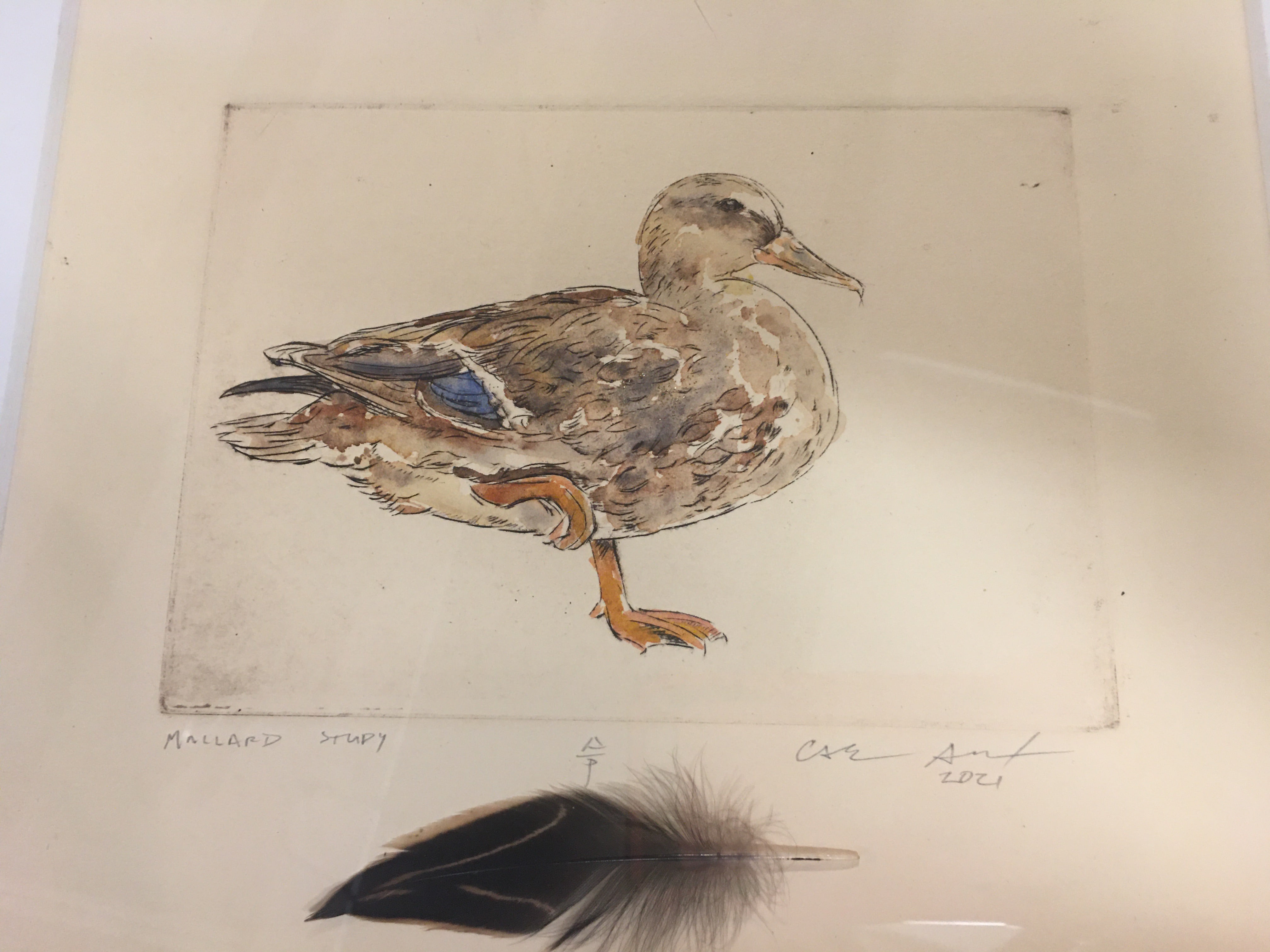 Mallard Duck Pencil Drawings